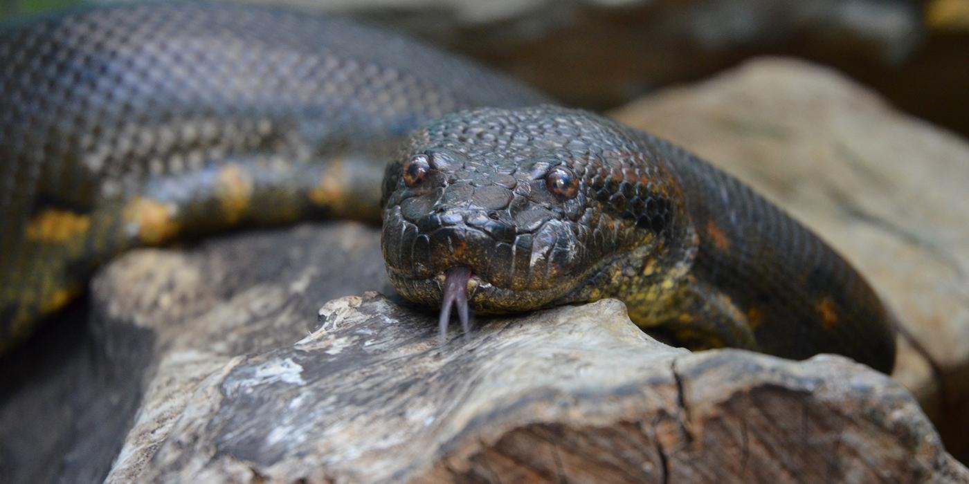 The Judgment Snake